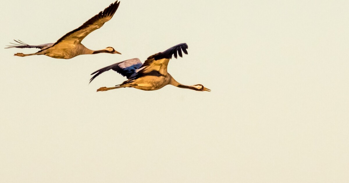 Bioekonomi - Declining peatland bird numbers are not consistent with ...